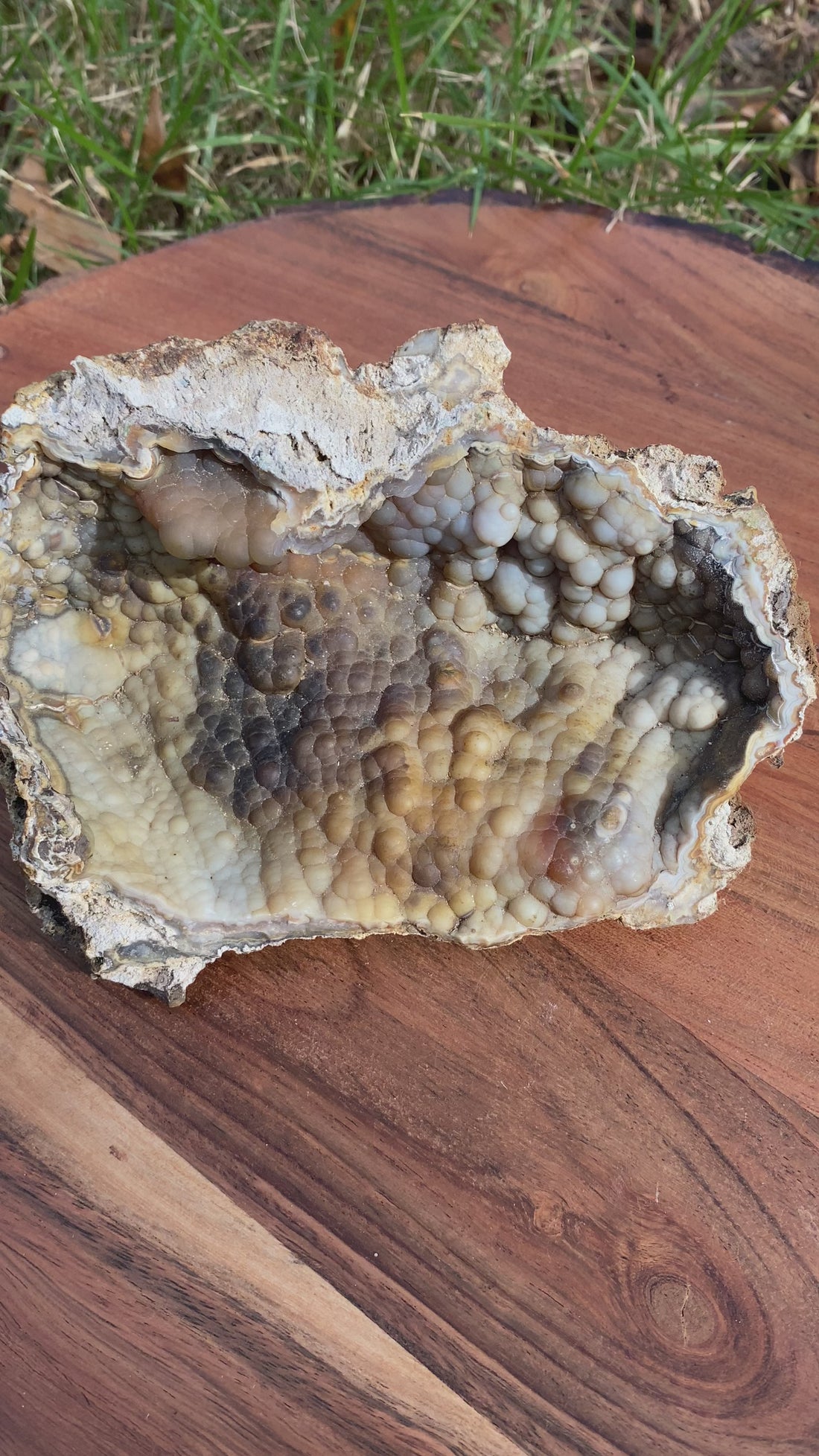 Agatized Coral Fossil Crystal Specimen